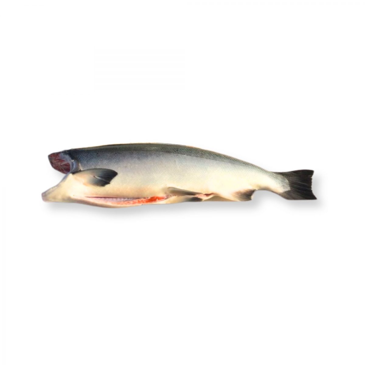 Wild Alaska Red King Salmon Whole 9-9.5kg – Wmart